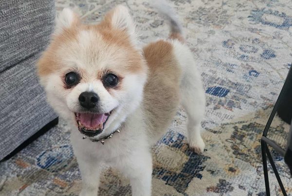 Adopt a Dog at Detroit Dog Rescue - Detroit Dog Rescue