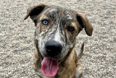 Adopt a Dog at Detroit Dog Rescue - Detroit Dog Rescue