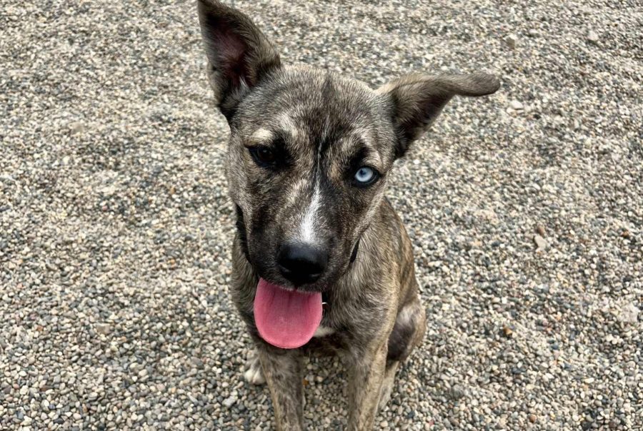 Adopt a Dog at Detroit Dog Rescue - Detroit Dog Rescue