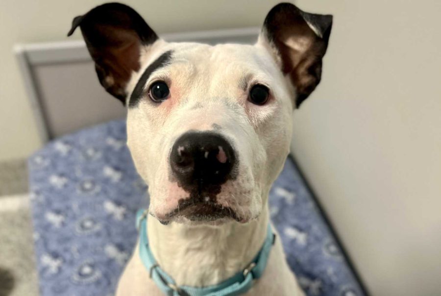 Adopt a Dog at Detroit Dog Rescue - Detroit Dog Rescue