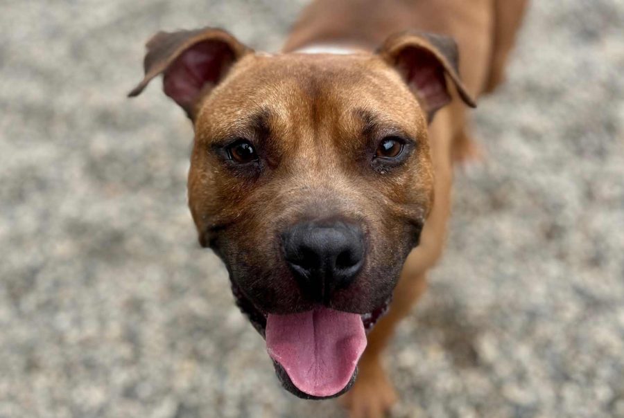 Adopt a Dog at Detroit Dog Rescue - Detroit Dog Rescue