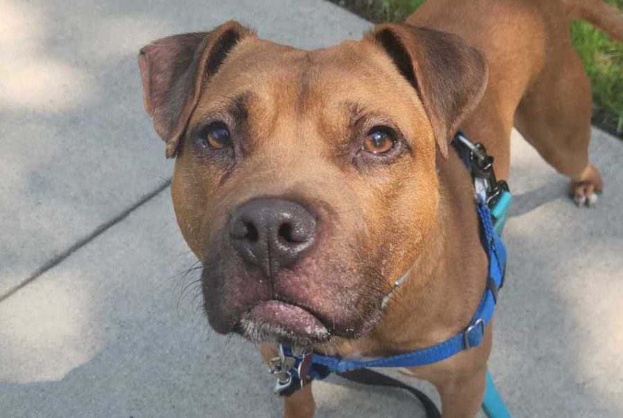 Adopt a Dog at Detroit Dog Rescue - Detroit Dog Rescue