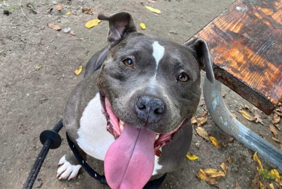 Adopt – Detroit Dog Rescue