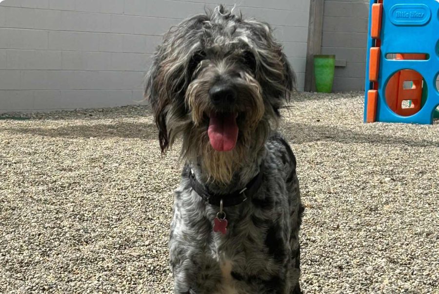 Adopt a Dog at Detroit Dog Rescue - Detroit Dog Rescue