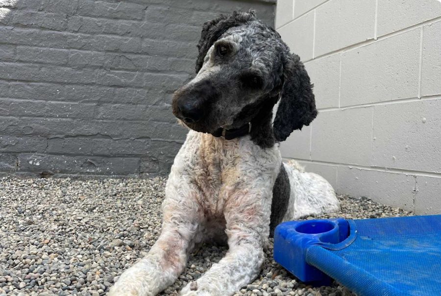 Adopt a Dog at Detroit Dog Rescue - Detroit Dog Rescue