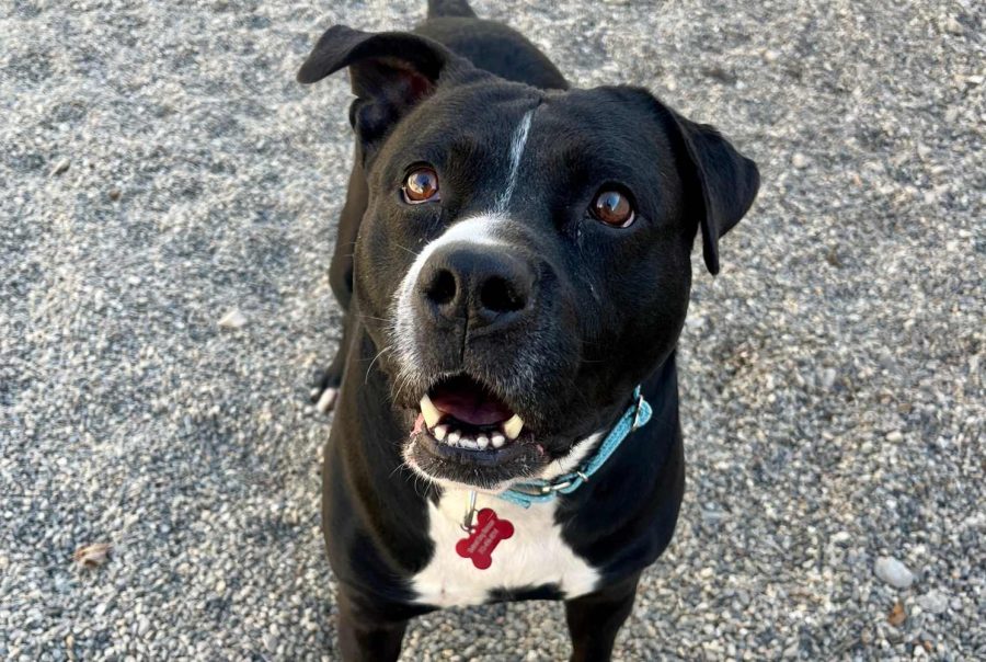 Adopt a Dog at Detroit Dog Rescue - Detroit Dog Rescue