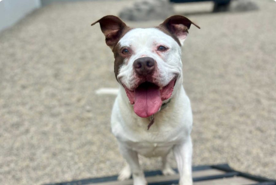 Adopt – Detroit Dog Rescue