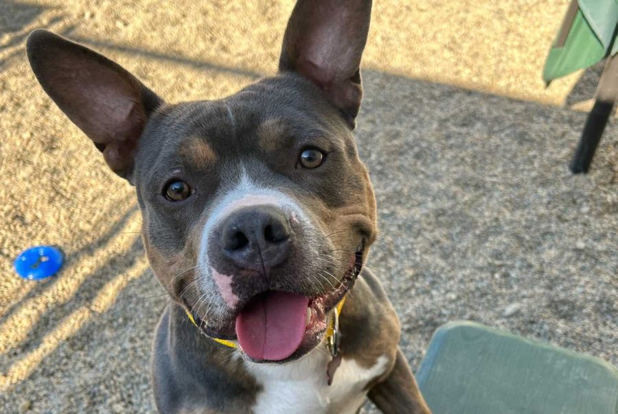 Adopt a Dog at Detroit Dog Rescue - Detroit Dog Rescue