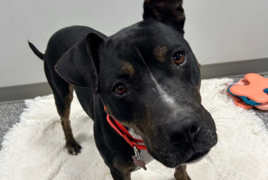 Adopt a Dog at Detroit Dog Rescue - Detroit Dog Rescue