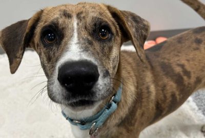 Adopt a Dog at Detroit Dog Rescue - Detroit Dog Rescue