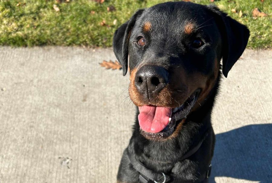 Adopt a Dog at Detroit Dog Rescue - Detroit Dog Rescue