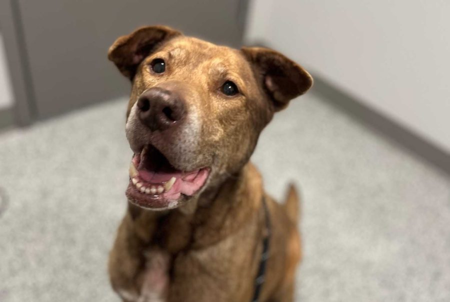 Adopt a Dog at Detroit Dog Rescue - Detroit Dog Rescue