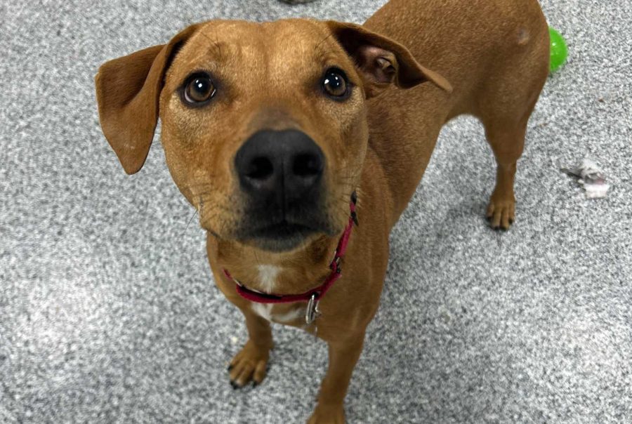 Adopt a Dog at Detroit Dog Rescue - Detroit Dog Rescue