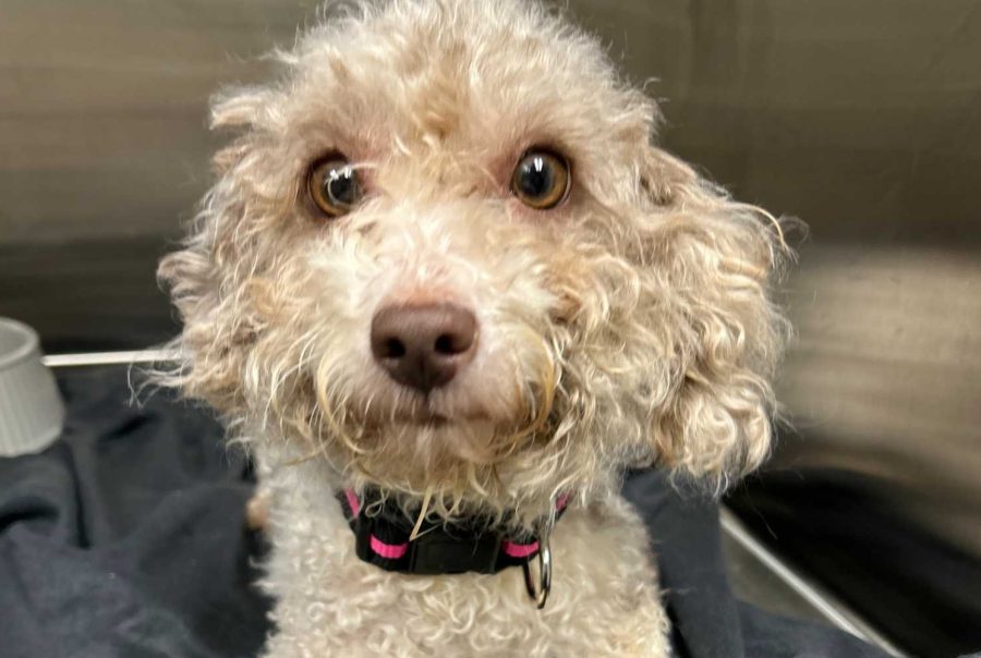 Adopt a Dog at Detroit Dog Rescue - Detroit Dog Rescue