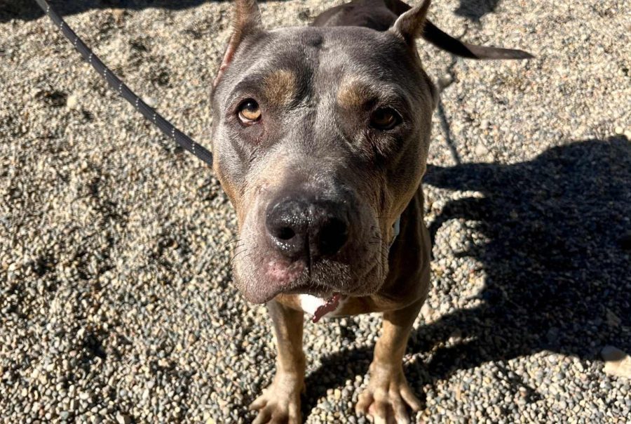 Adopt a Dog at Detroit Dog Rescue - Detroit Dog Rescue