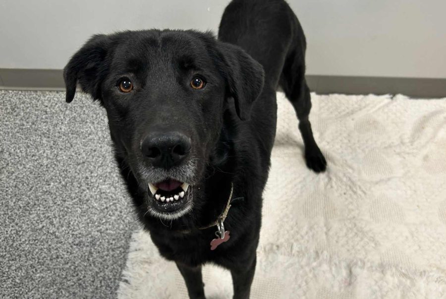 Adopt – Detroit Dog Rescue