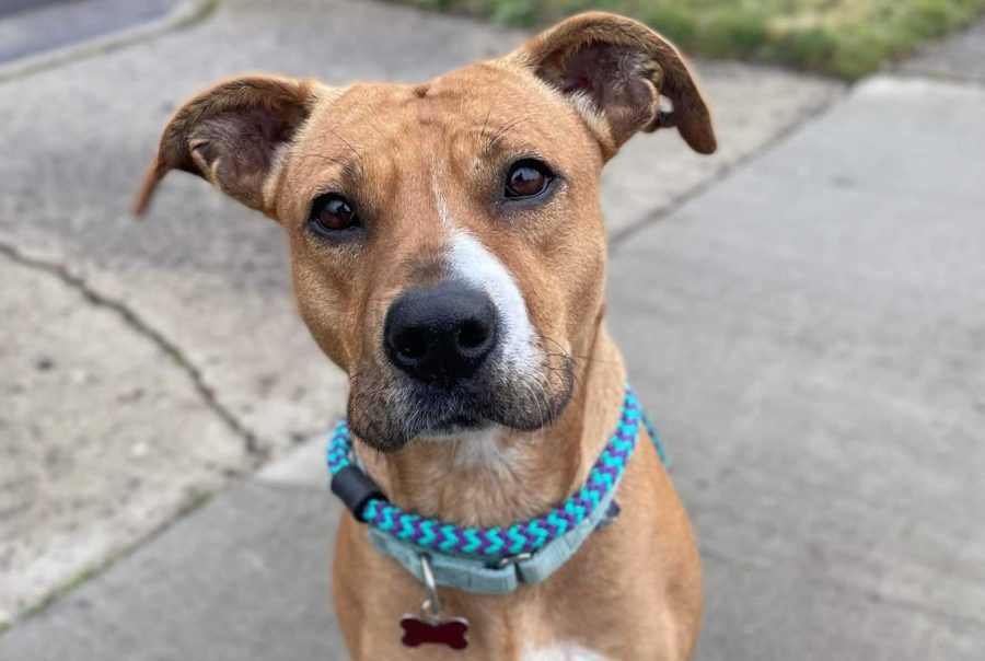 Adopt a Dog at Detroit Dog Rescue - Detroit Dog Rescue