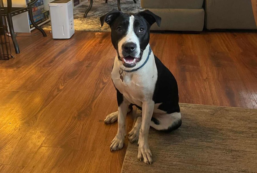 Adopt a Dog at Detroit Dog Rescue - Detroit Dog Rescue