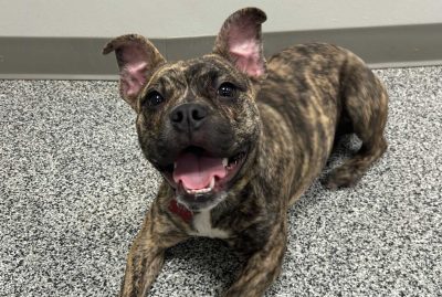 Adopt a Dog at Detroit Dog Rescue - Detroit Dog Rescue