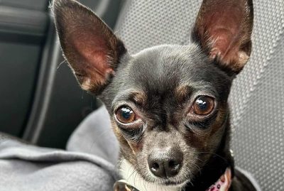 Adopt a Dog at Detroit Dog Rescue - Detroit Dog Rescue