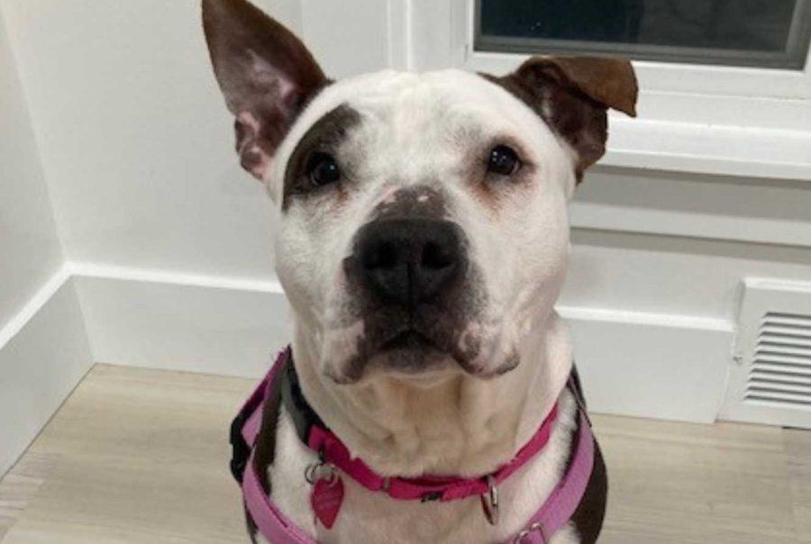 Adopt – Detroit Dog Rescue