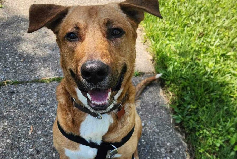 Adopt – Detroit Dog Rescue