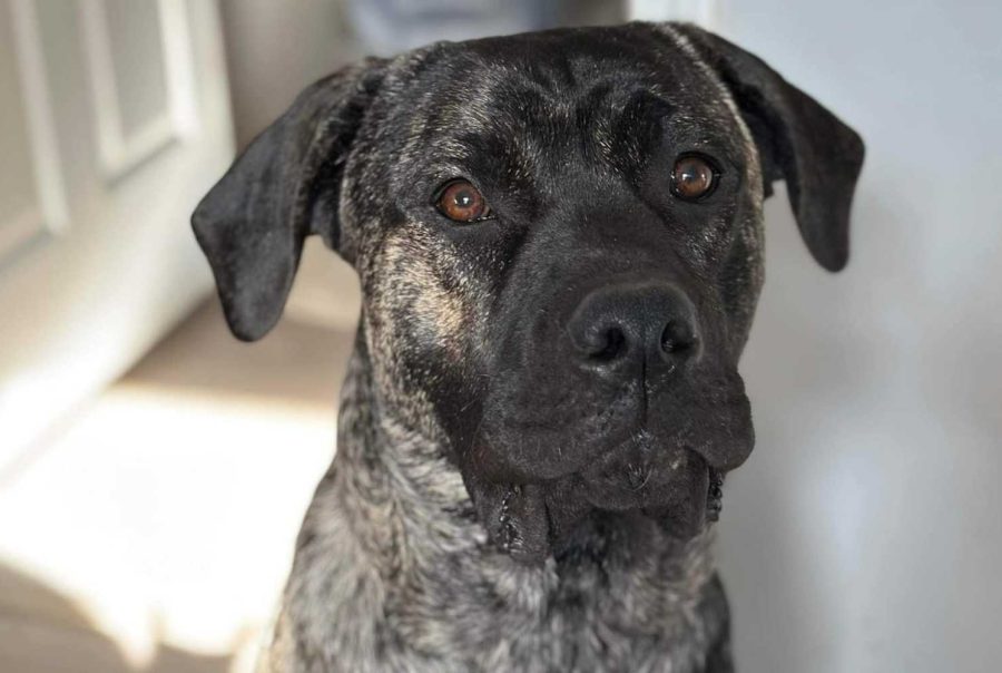 Adopt – Detroit Dog Rescue