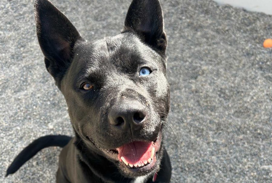 Adopt – Detroit Dog Rescue