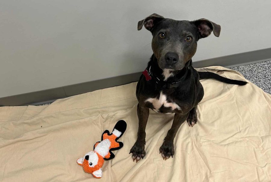 Adopt – Detroit Dog Rescue