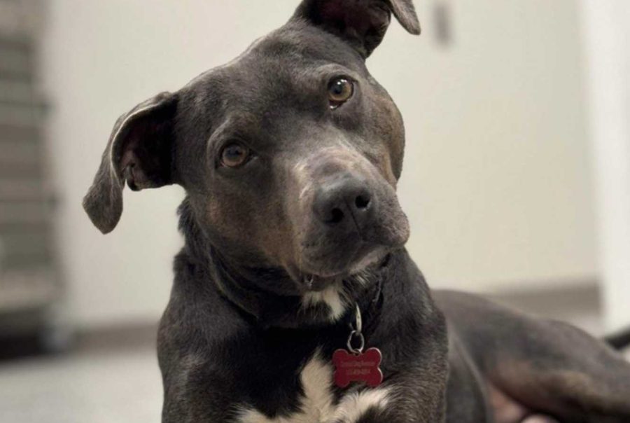 Adopt – Detroit Dog Rescue