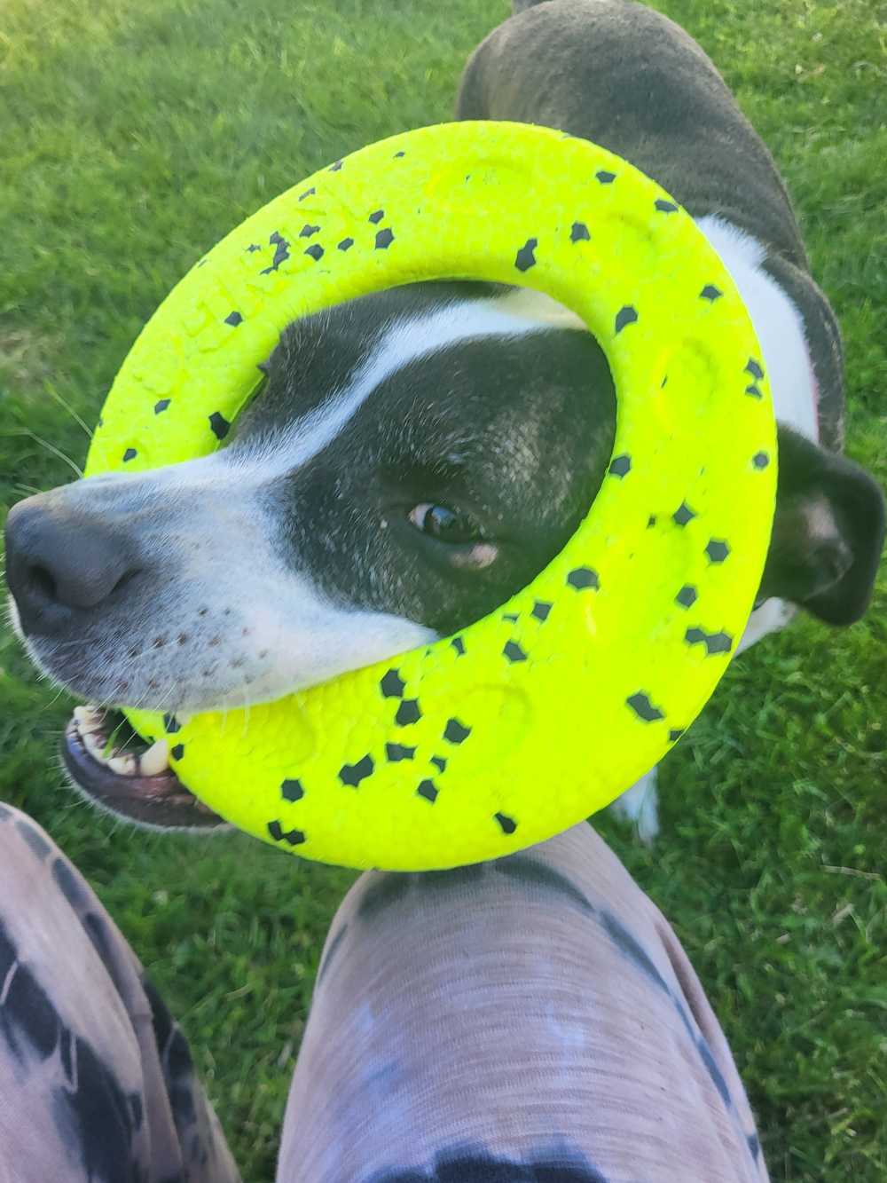 Talia – Detroit Dog Rescue