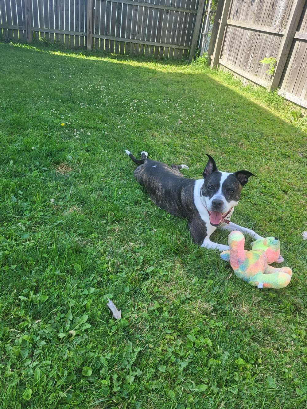 Talia – Detroit Dog Rescue