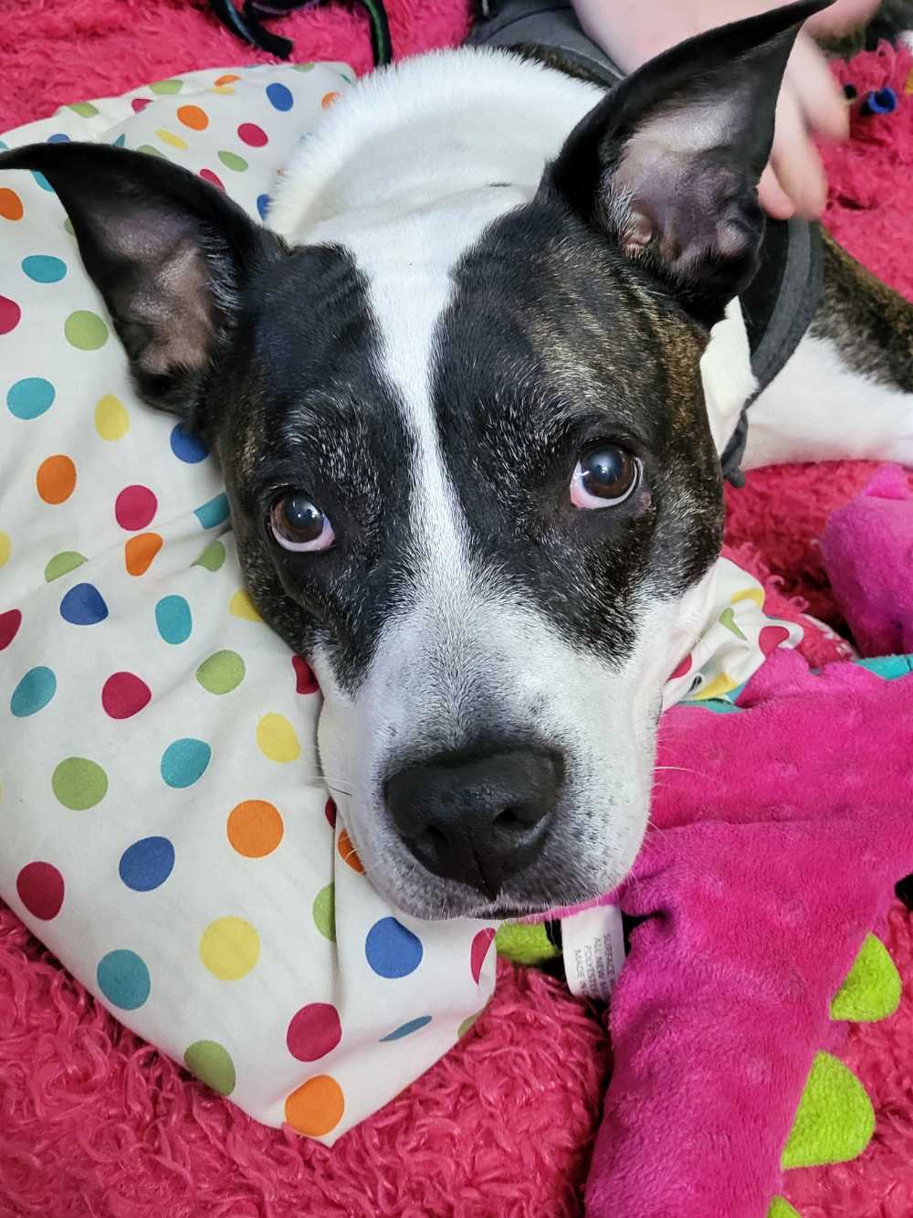 Talia – Detroit Dog Rescue