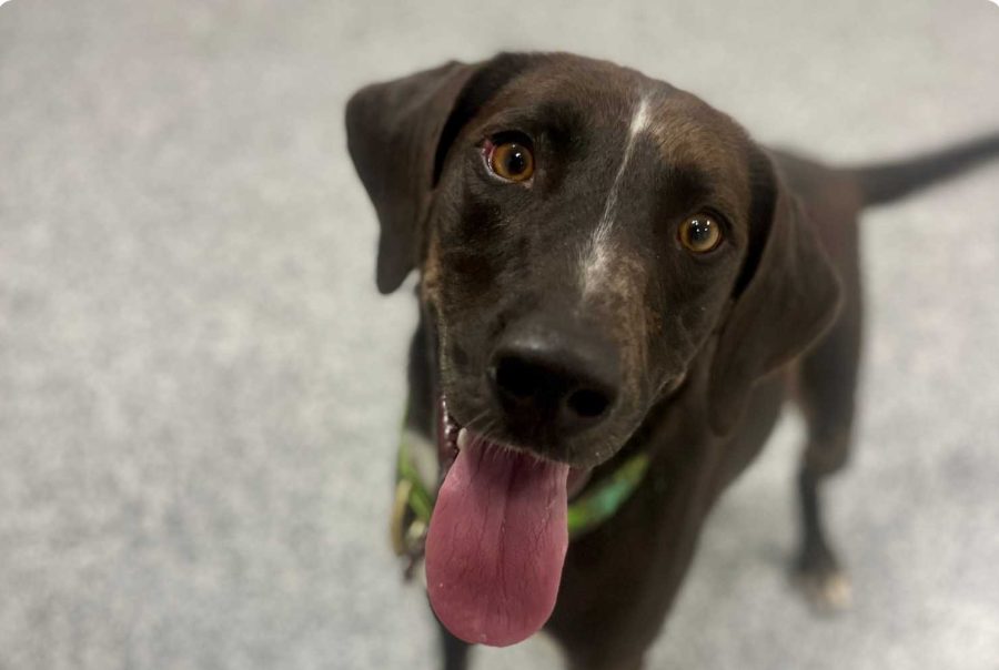 Adopt – Detroit Dog Rescue