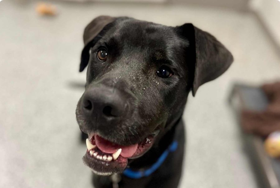 Adopt – Detroit Dog Rescue