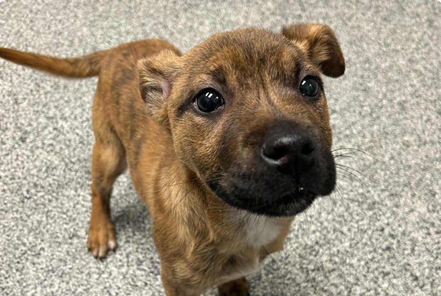 Adopt a Dog at Detroit Dog Rescue - Detroit Dog Rescue