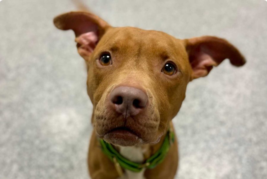 Adopt – Detroit Dog Rescue