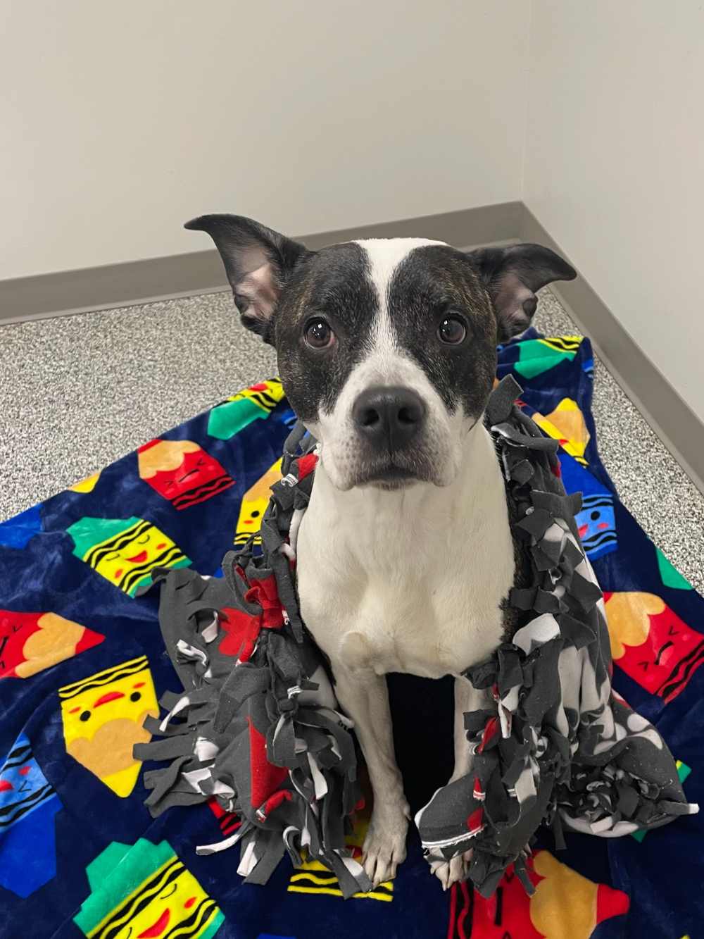 Talia – Detroit Dog Rescue