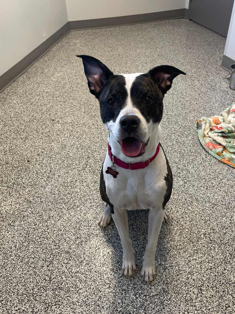 Talia – Detroit Dog Rescue