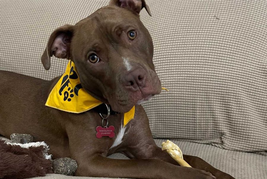 Adopt – Detroit Dog Rescue