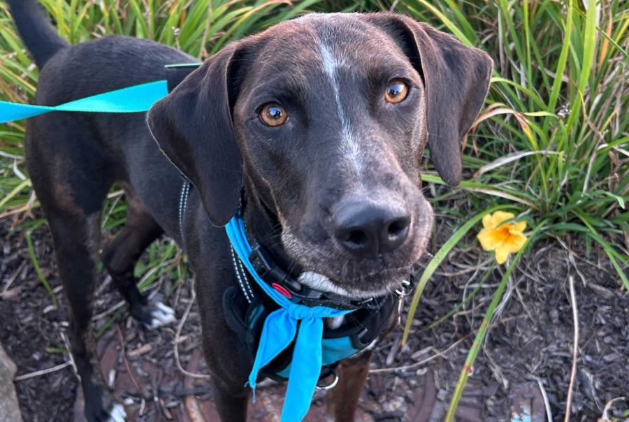 Adopt – Detroit Dog Rescue