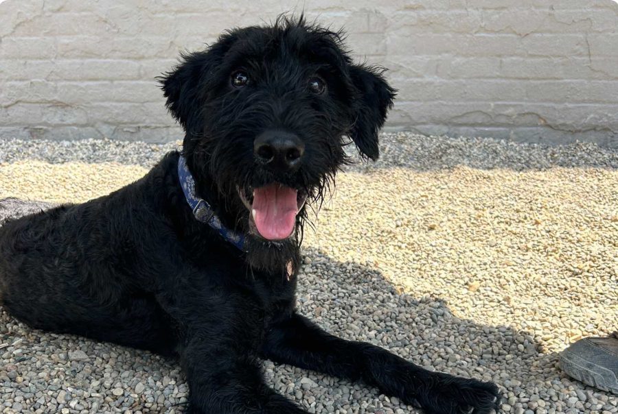 Adopt – Detroit Dog Rescue