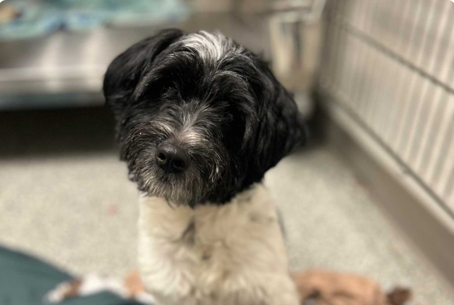 Adopt a Dog at Detroit Dog Rescue - Detroit Dog Rescue