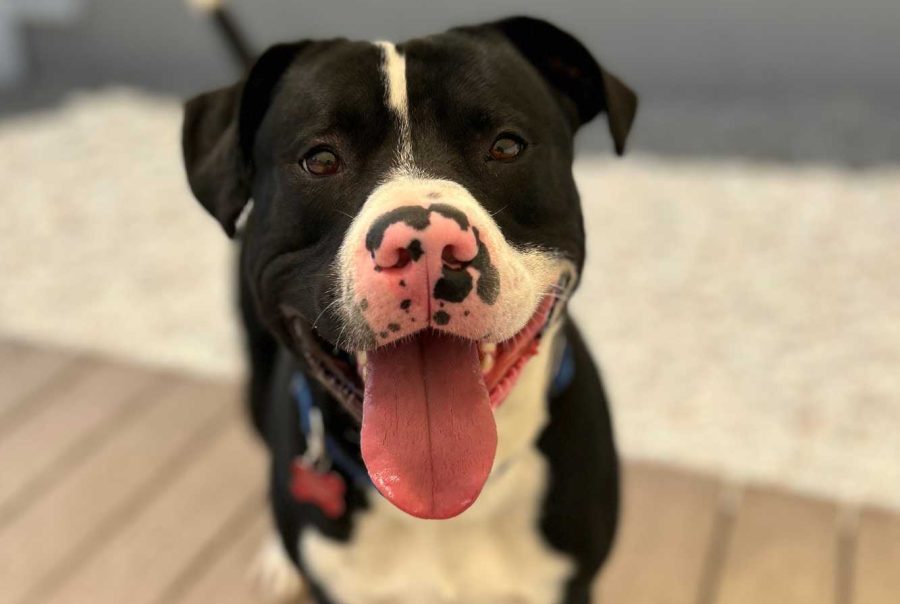 Adopt – Detroit Dog Rescue