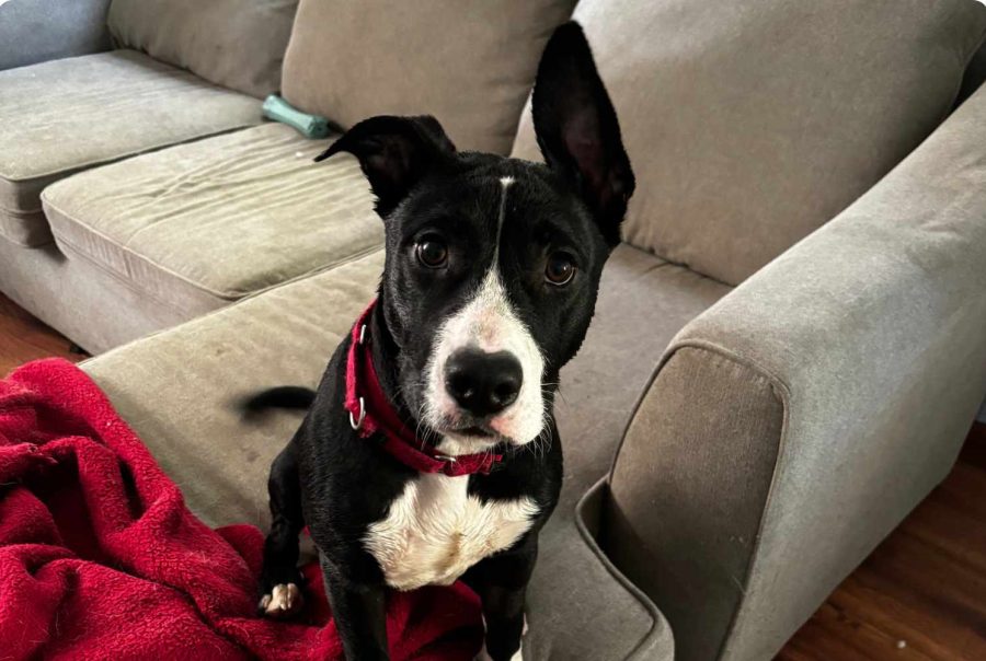 Adopt a Dog at Detroit Dog Rescue - Detroit Dog Rescue