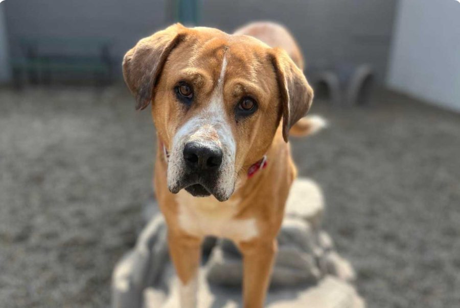 Adopt – Detroit Dog Rescue