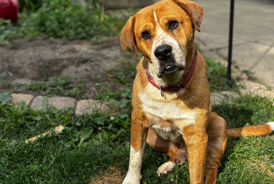 Adopt – Detroit Dog Rescue