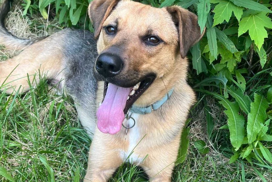 Adopt – Detroit Dog Rescue