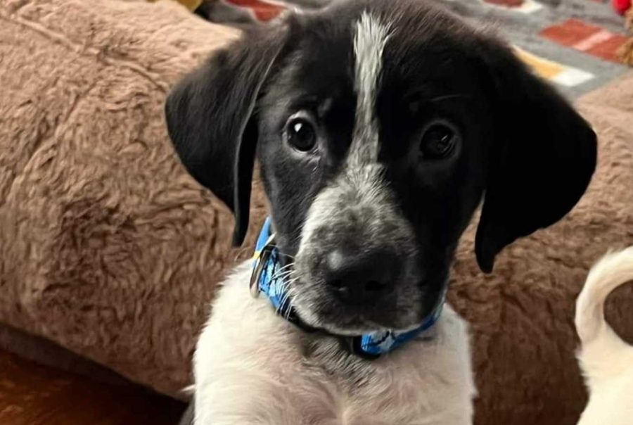 Adopt – Detroit Dog Rescue