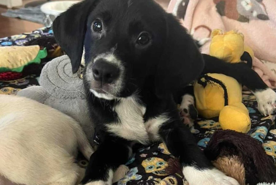 Adopt – Detroit Dog Rescue